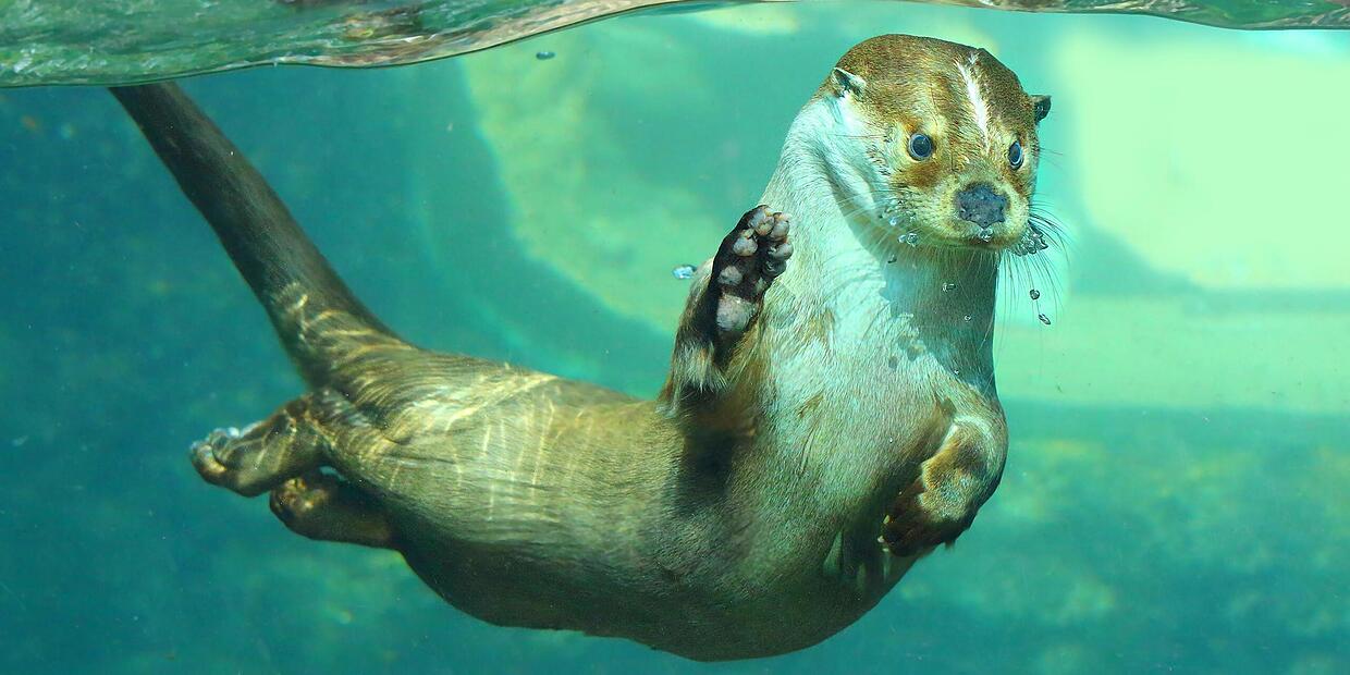 Teichwirte alarmiert: Fischotter bedroht Karpfenzüchter im Aischgrund