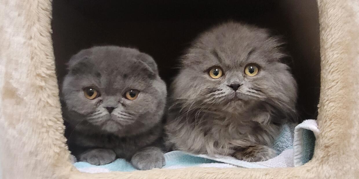 Gerettete Katzenbabys im Kulmbacher Tierheim: Zwei suchen ein Zuhause