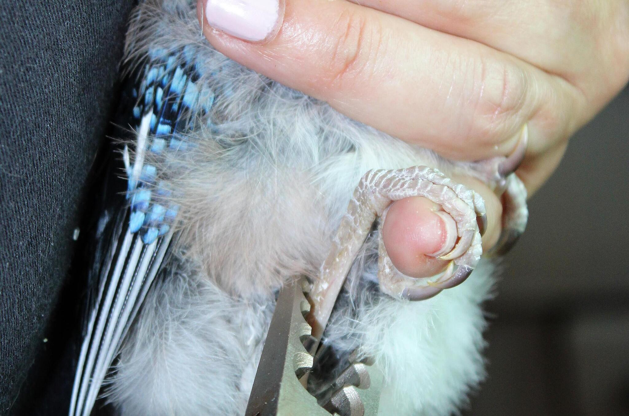 Ob Enten-, Schwan- oder Elsterbaby: Wie Birgit Vorndran aus ...