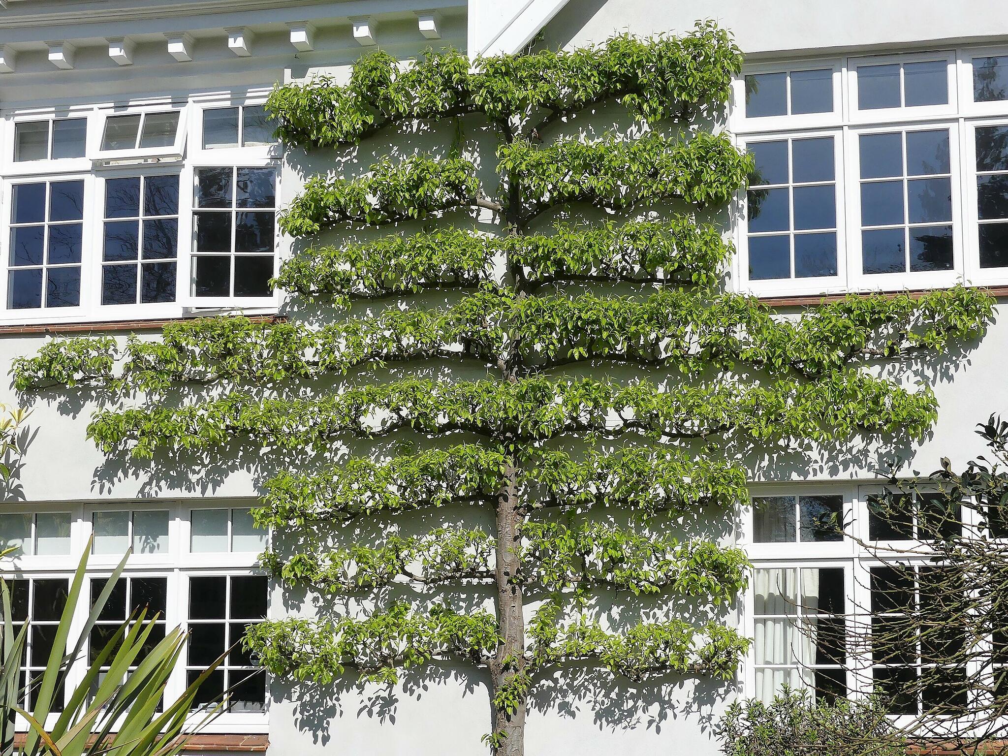 Spalierobst: Apfel, Birne, Sauerkirsche und Pfirsich wachsen auch an ...