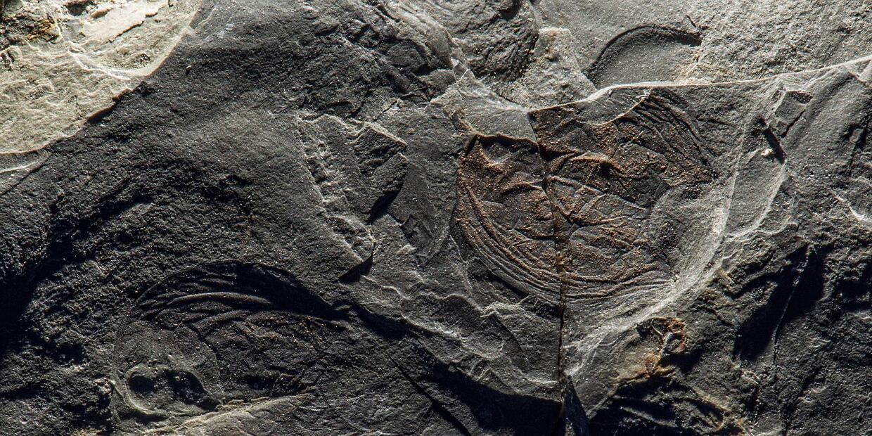 Urzeit-Krebs lebt seit 225 Millionen Jahren im Steigerwald