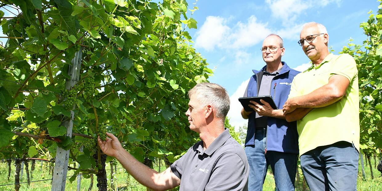 Die Weinlese beginnt mit Sorgen: Was der Spätfrost im April die ...