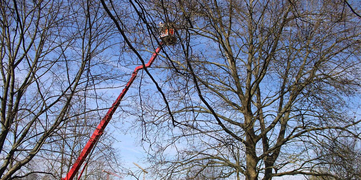 Krähennester aus Bäumen am Bleichwasen-Spielplatz entfernt