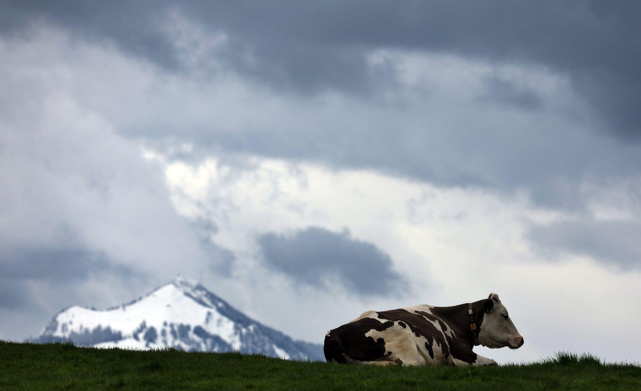 Jede dritte deutsche Milchkuh lebt in Bayern