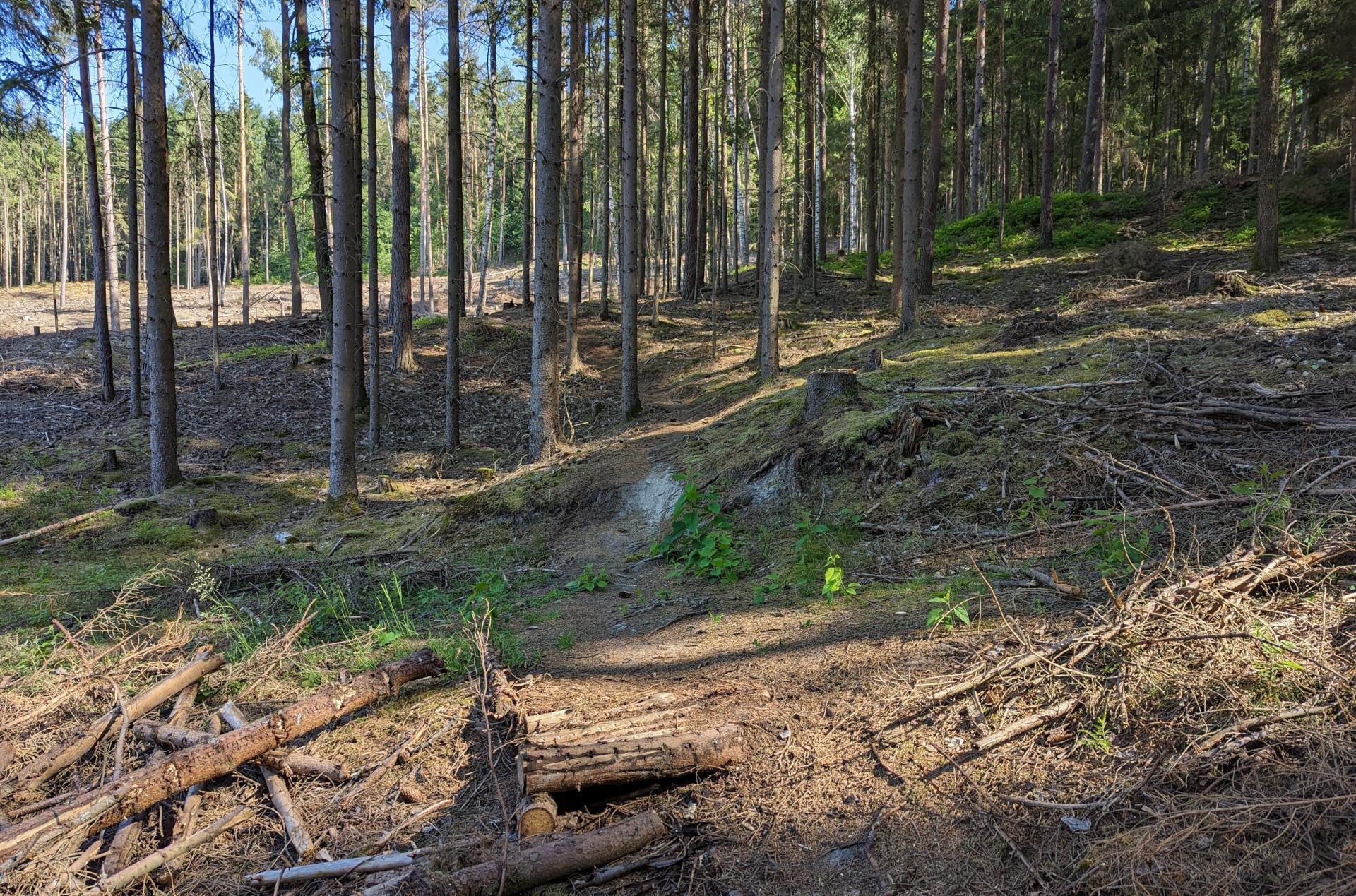 Im Burgkunstadter Stadtwald angelegte Trails werden zur Gefahr für ...