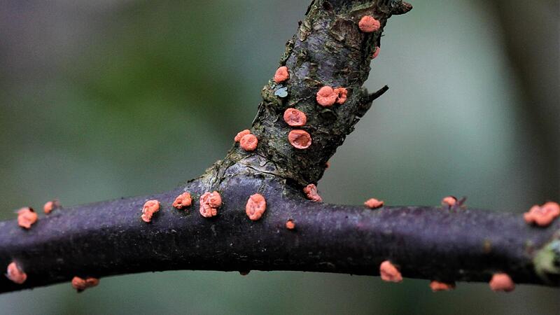 So schützen Sie Bäume vor der Rotpustelkrankheit