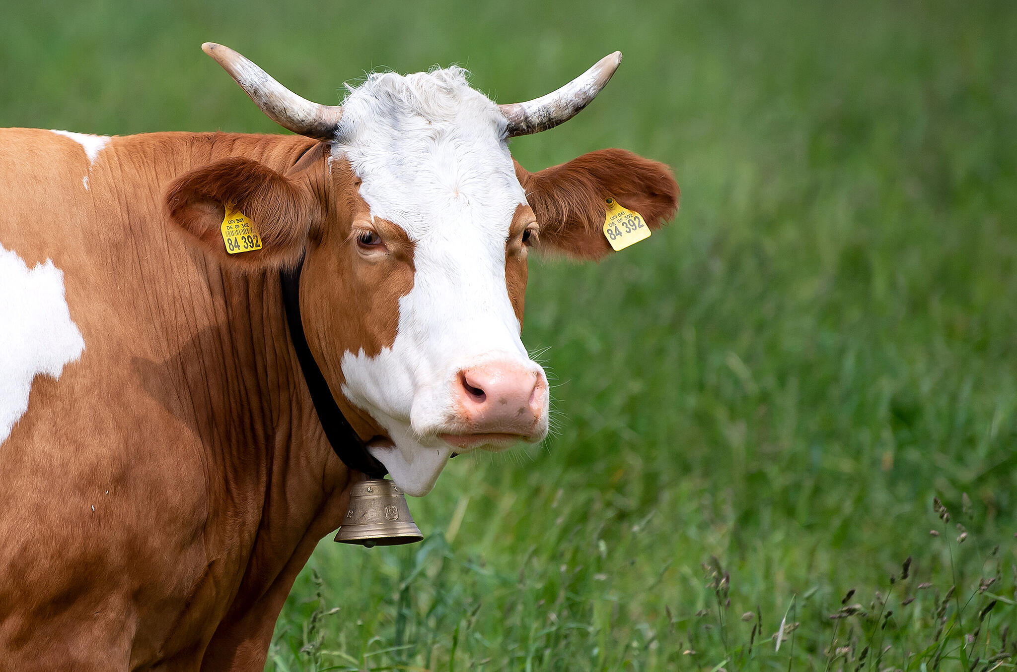 Kuhglocke oder Gras: Wie klingt und riecht Bayern?