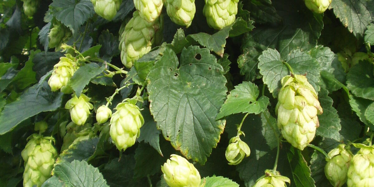 Hopfen nicht nur zur Bierherstellung
