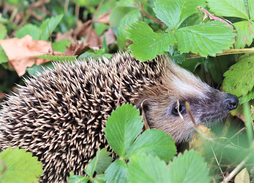Mehr Vögel in Deutschland vom Aussterben bedroht