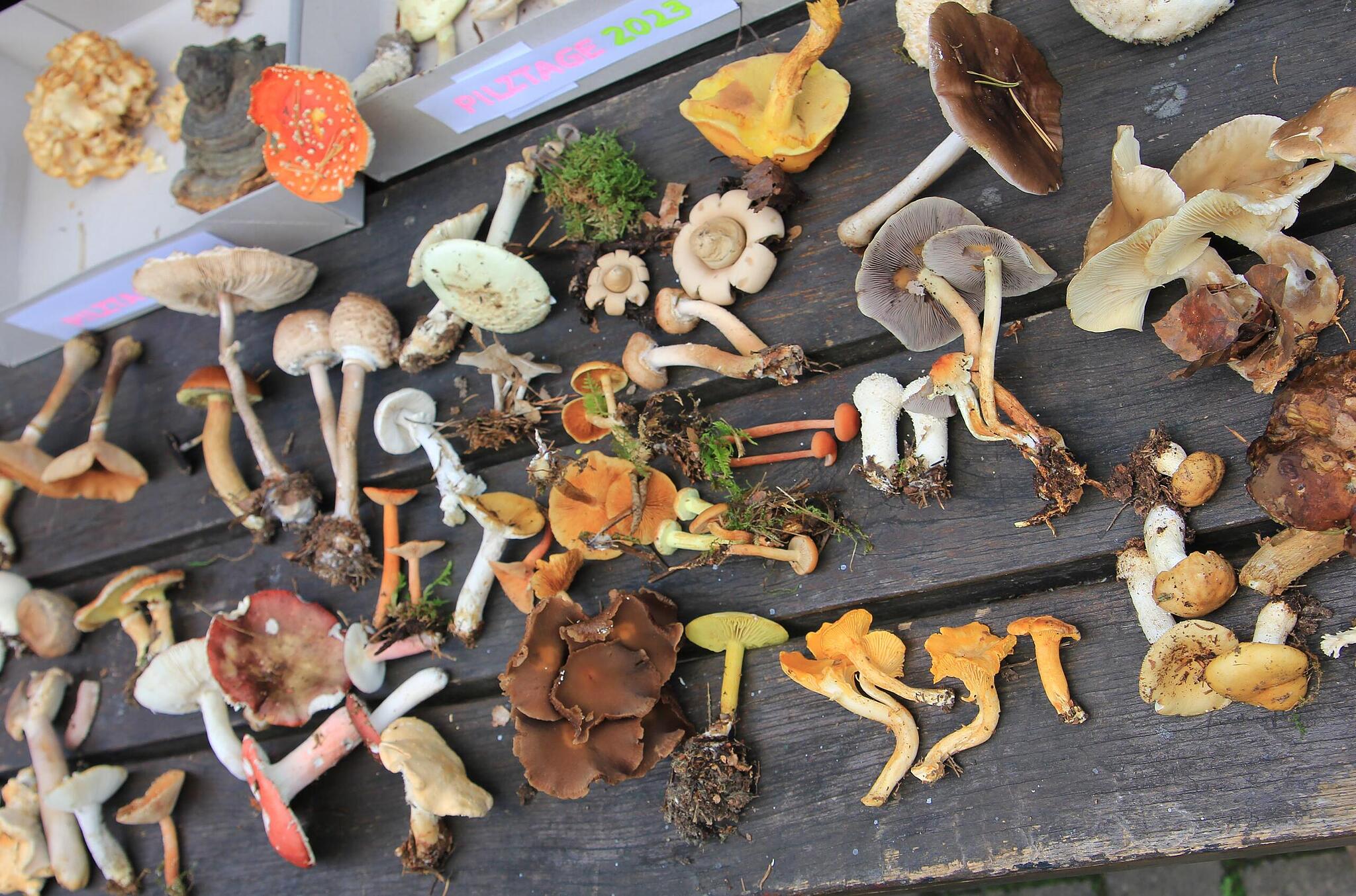 Wissen: Bund Naturschutz Ebern informiert über Eigenschaften von Pilzen