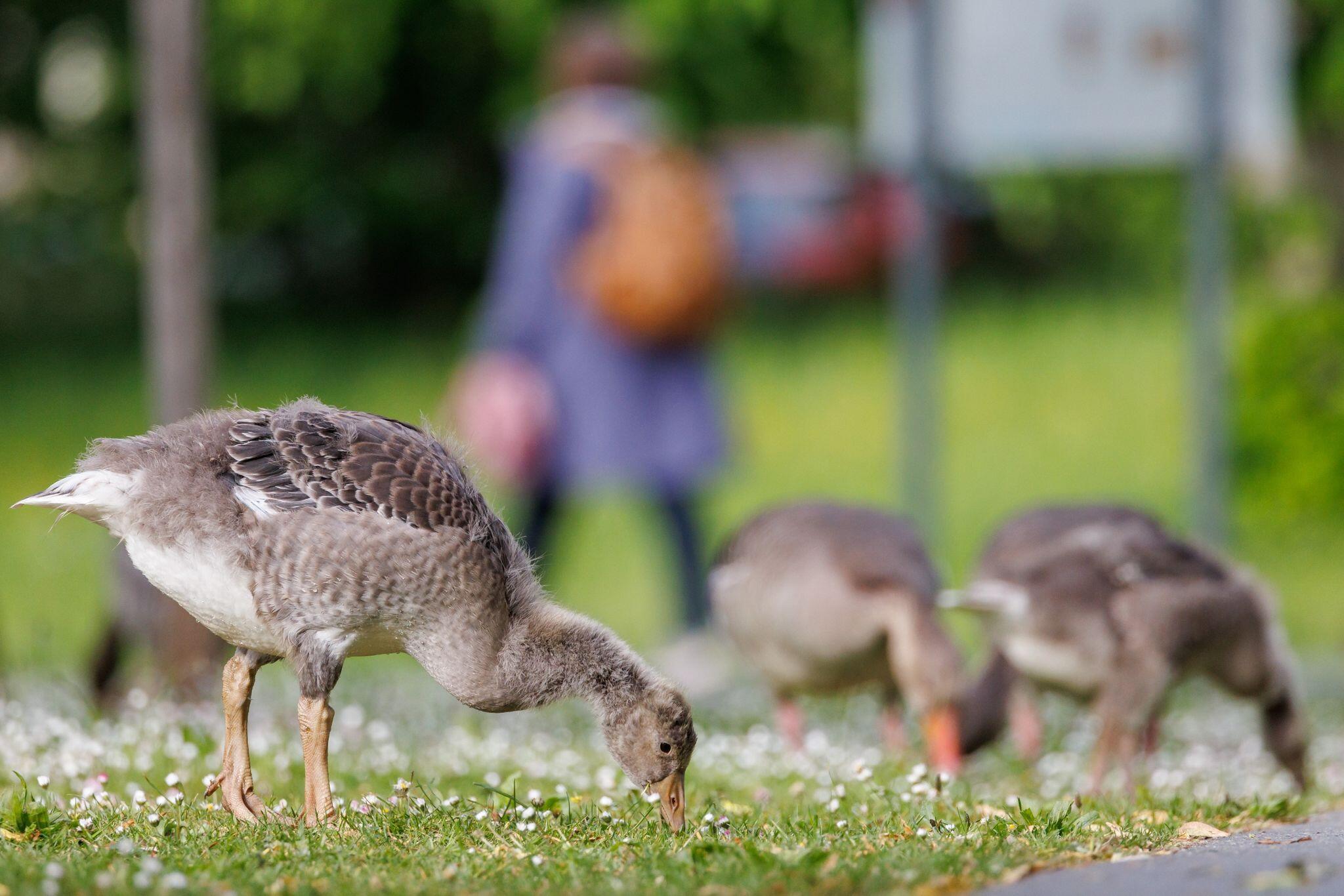 Viele junge Gänse in Nürnberg: Lage aber entspannt