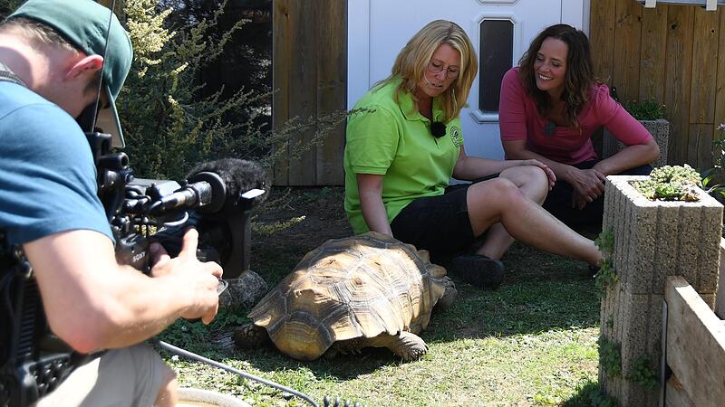Sendung "Hundkatzemaus" in der Kitzinger Auffangstation: Schildkröte Josef ist ein entspannter ...