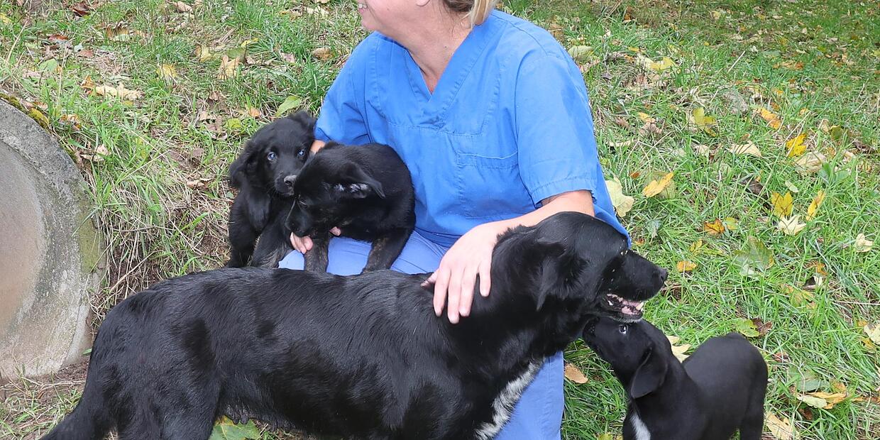 Tierheim: Zehn Labrador-Mischlinge suchen ein Zuhause