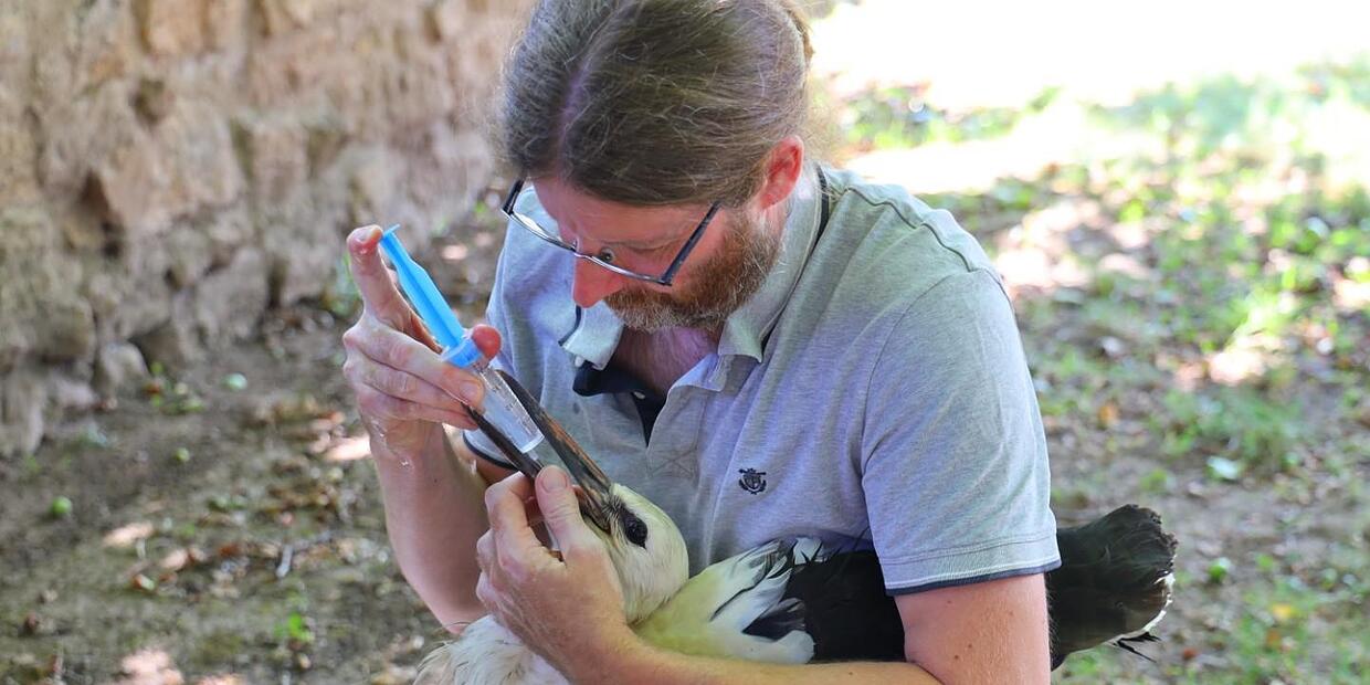 Mönchsturm Hammelburg: Jungstorch fliegt nach drei Tagen zurück ins Nest