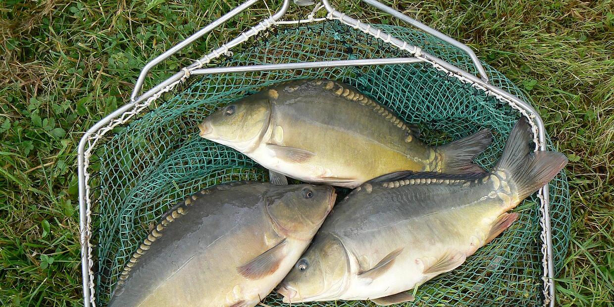 Karpfensaison im Landkreis Forchheim startet für manchen mit ...