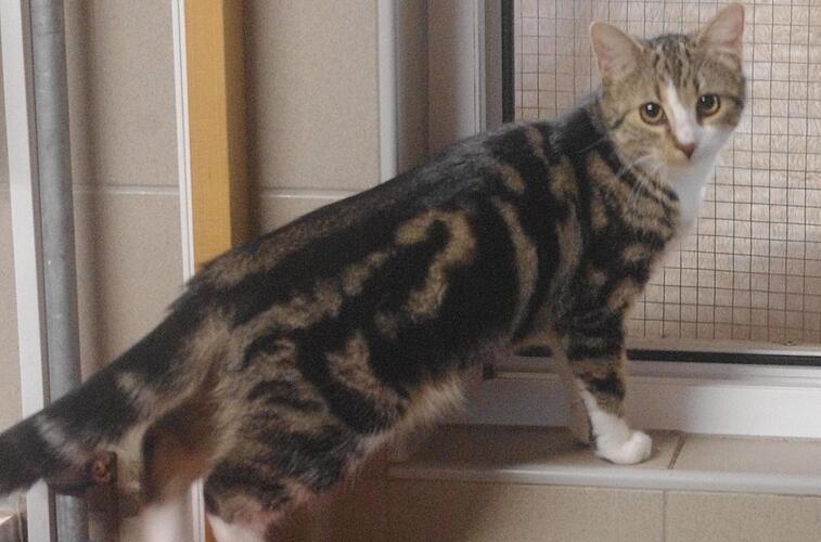 Tierheim Kronach Katzen suchen neues Zuhause