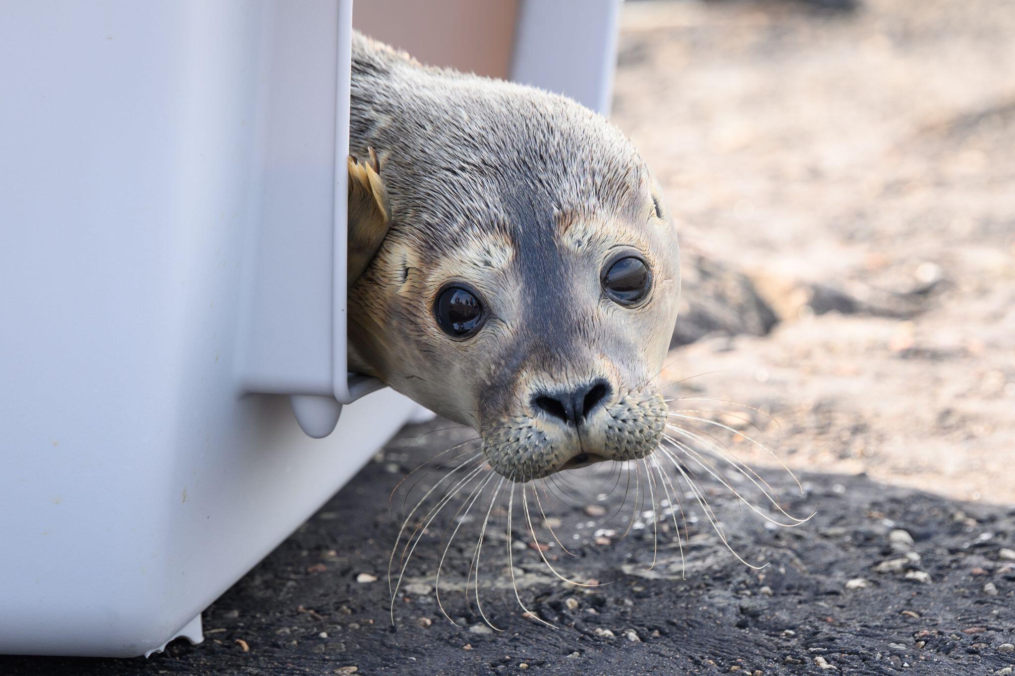 Seehundstation wildert erste Heuler der Saison aus