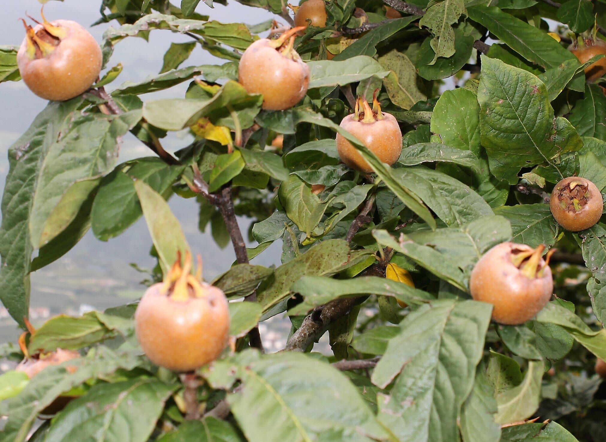 Aus dem Süden von Römern gebracht