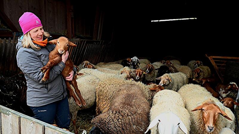 Schlachthof Bamberg: Schließung bedroht regionale Bauern