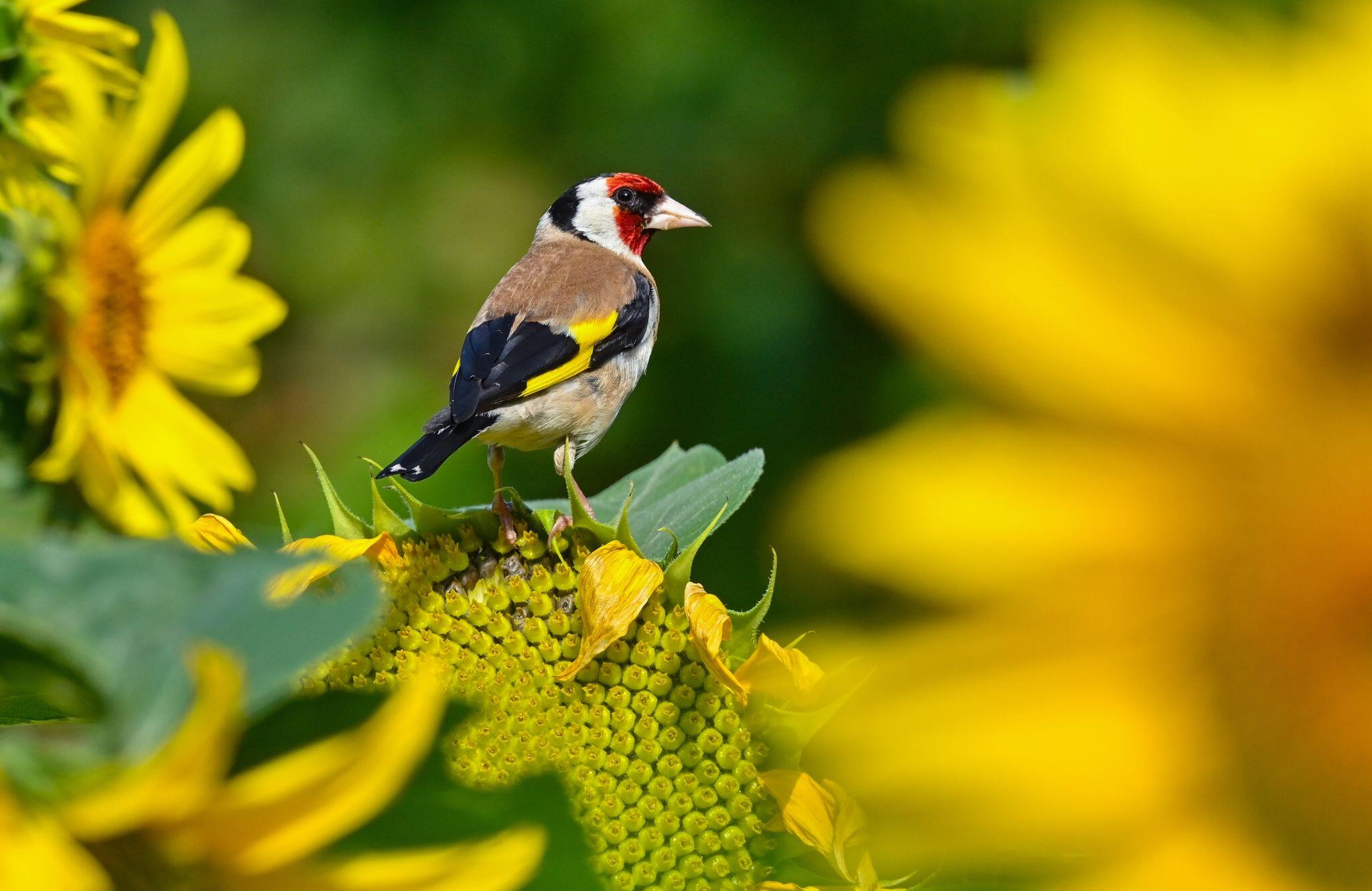 Mit Apps Pflanzen und Tiere bestimmen