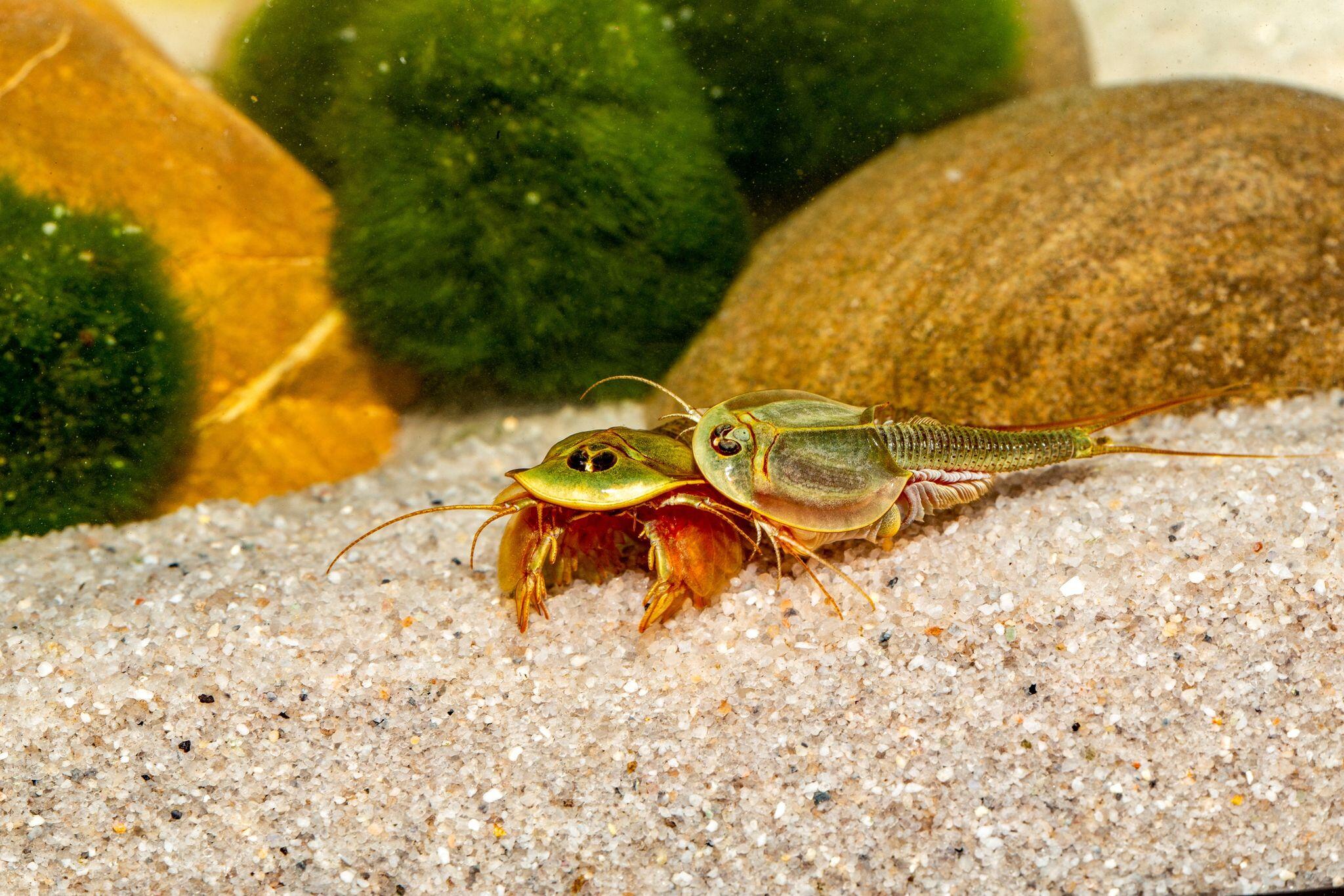 Die faszinierende Welt der Urzeitkrebse