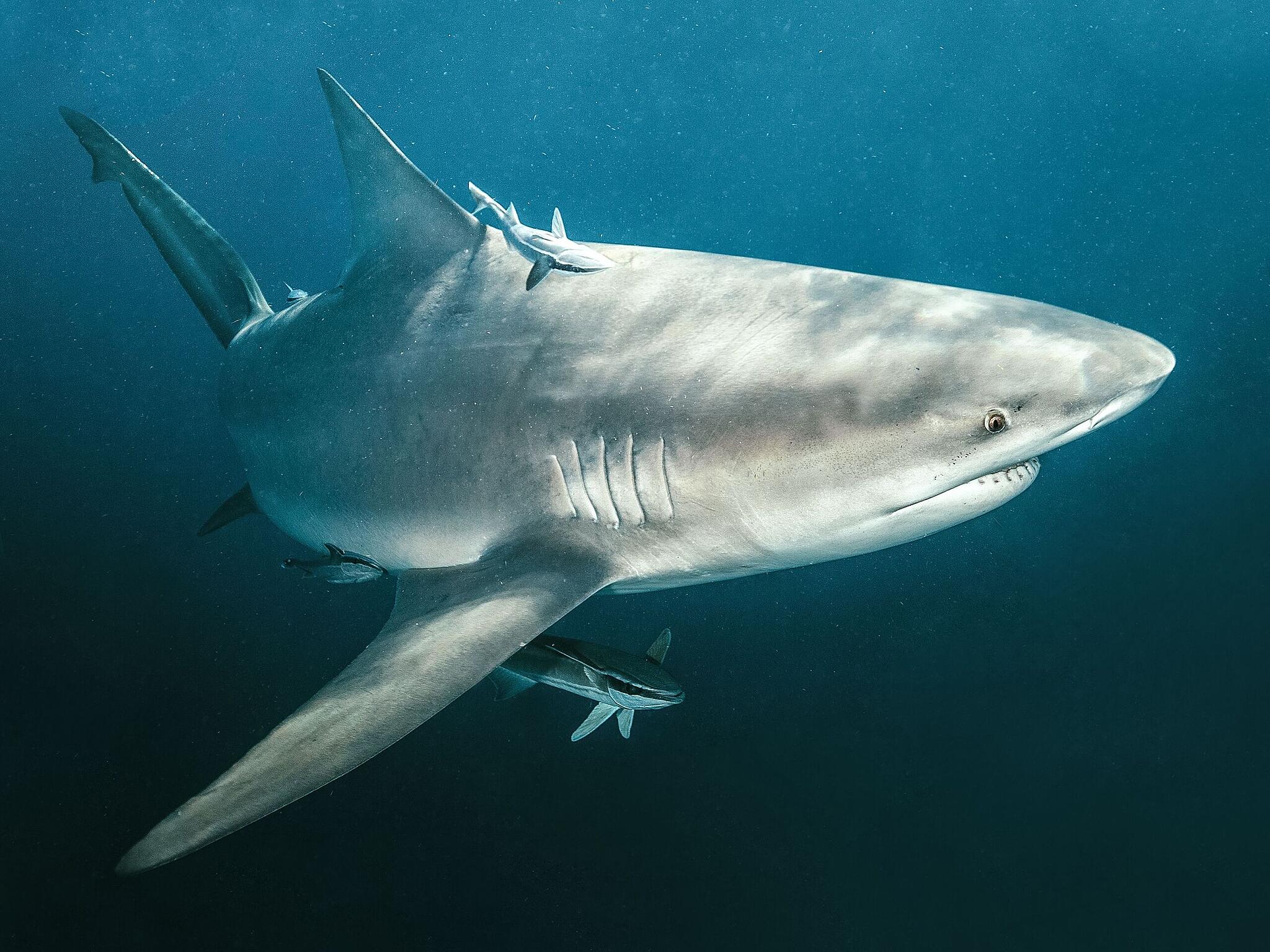 Unterwasserfotografie: Wenn die Angst vor dem Hai in Faszination umschlägt