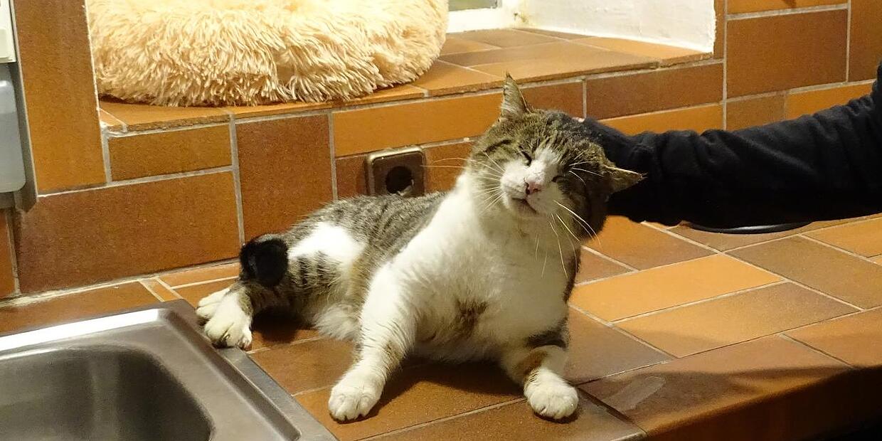 Kündigung: Das Tierheim Oberndorf muss bis August seinen Hof verlassen ...