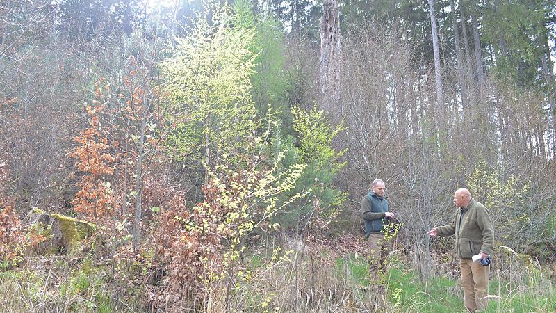 Naturverjüngung – wie Förster die Coburger Wälder beim Umbau helfen lassen