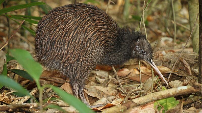 Komischer Vogel: Warum Neuseeland seine Kiwis so liebt