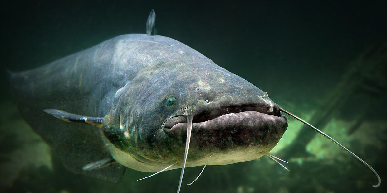 Riesenwelse: Gefahr in Bambergs Badeseen?