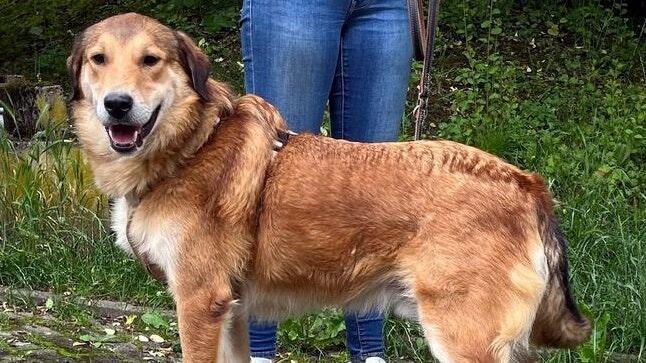 Tier der Woche: Milo sucht ein neues Zuhause