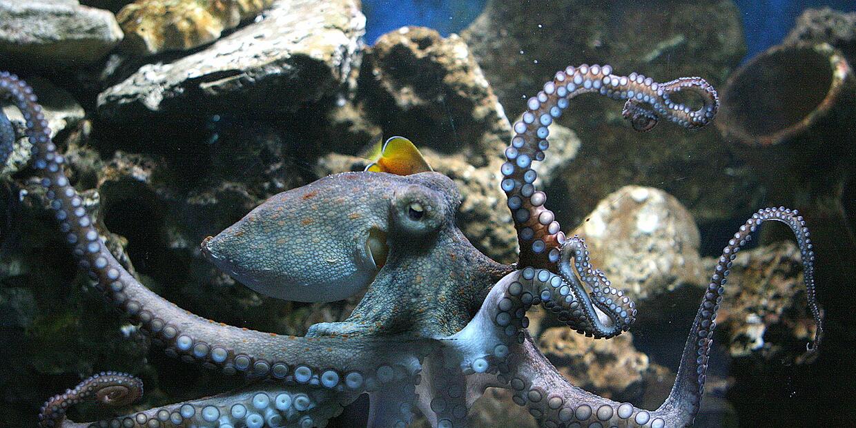 Tier-Orakel: Krake Paul übertraf alle Fußball-Hellseher