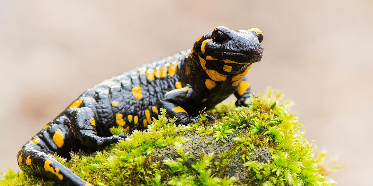 Salamander Schließt Heute: Salamander Klauser Insolvenz – FWRVFZ