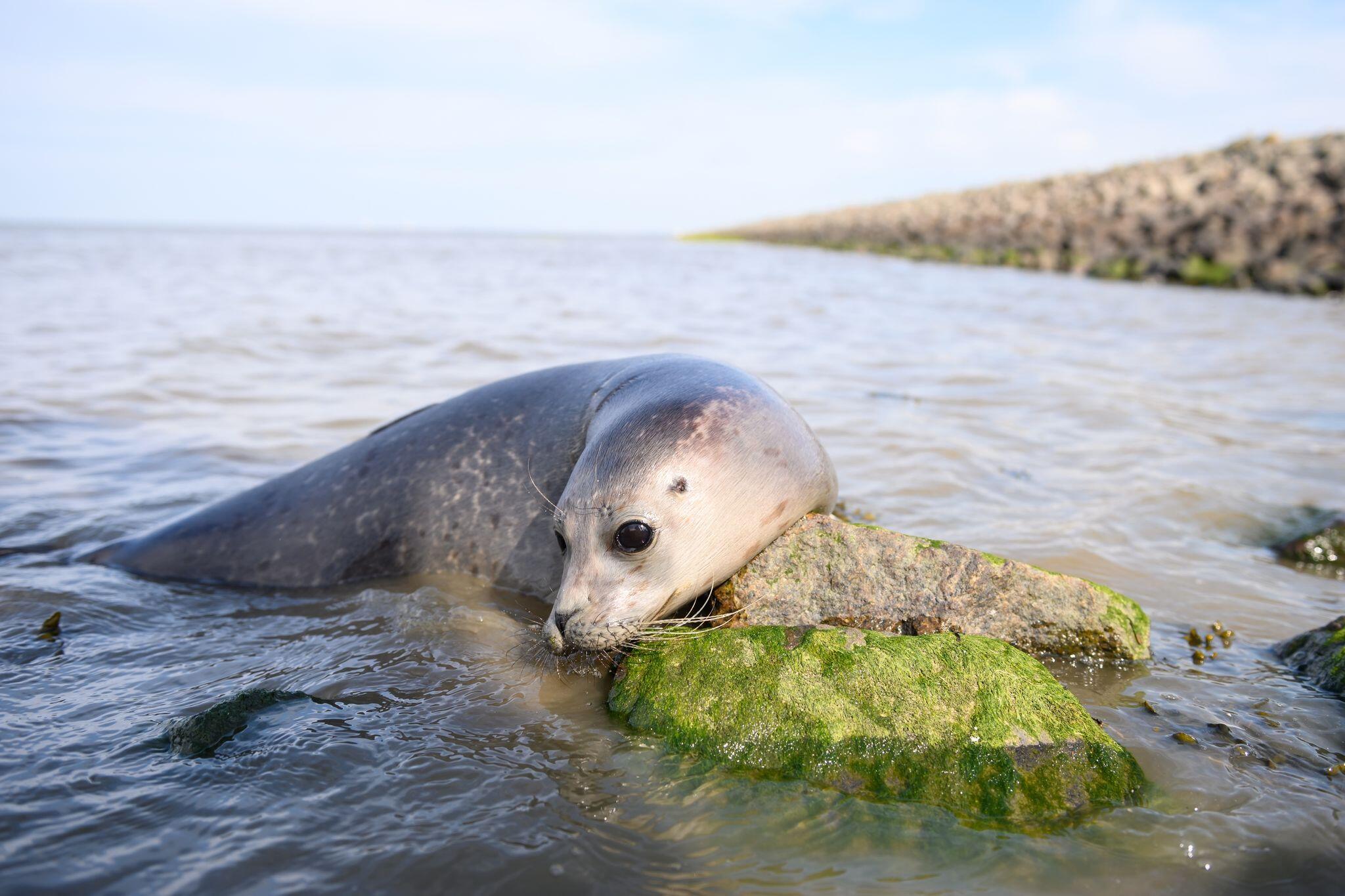 Seehundstation wildert erste Heuler der Saison aus