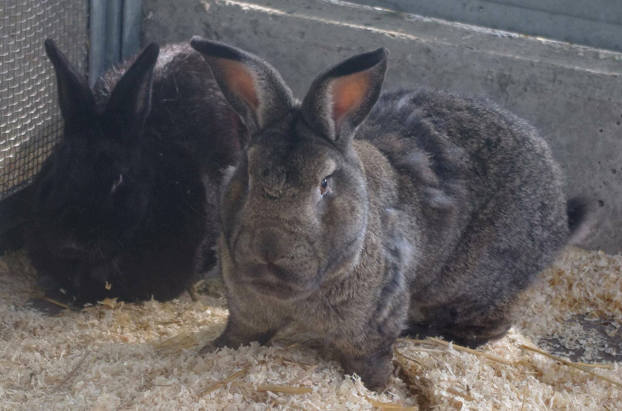 Tierheim Kronach: Stallhasen zu vermitteln