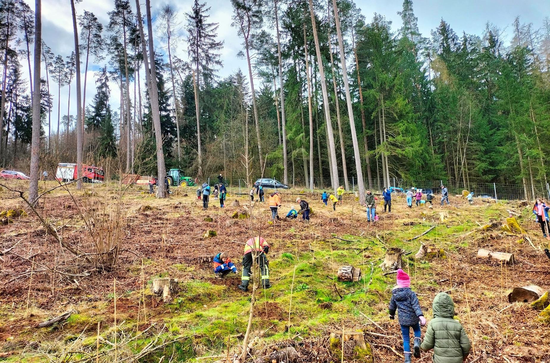 Aufforstung wegen Klimawandel: 3000 Bäume bei Igensdorf gepflanzt
