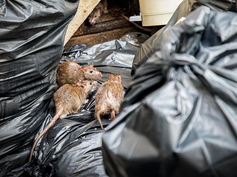 Oberthulba: Vermehrt Ratten in Wohngebieten