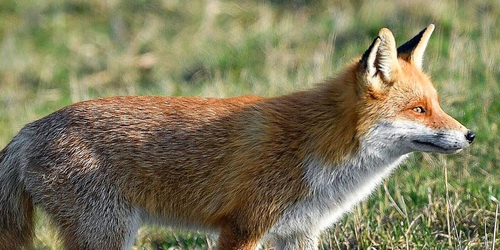 Gutachten: Haltungsbedingungen für Fuchs in der Kasendorfer ...