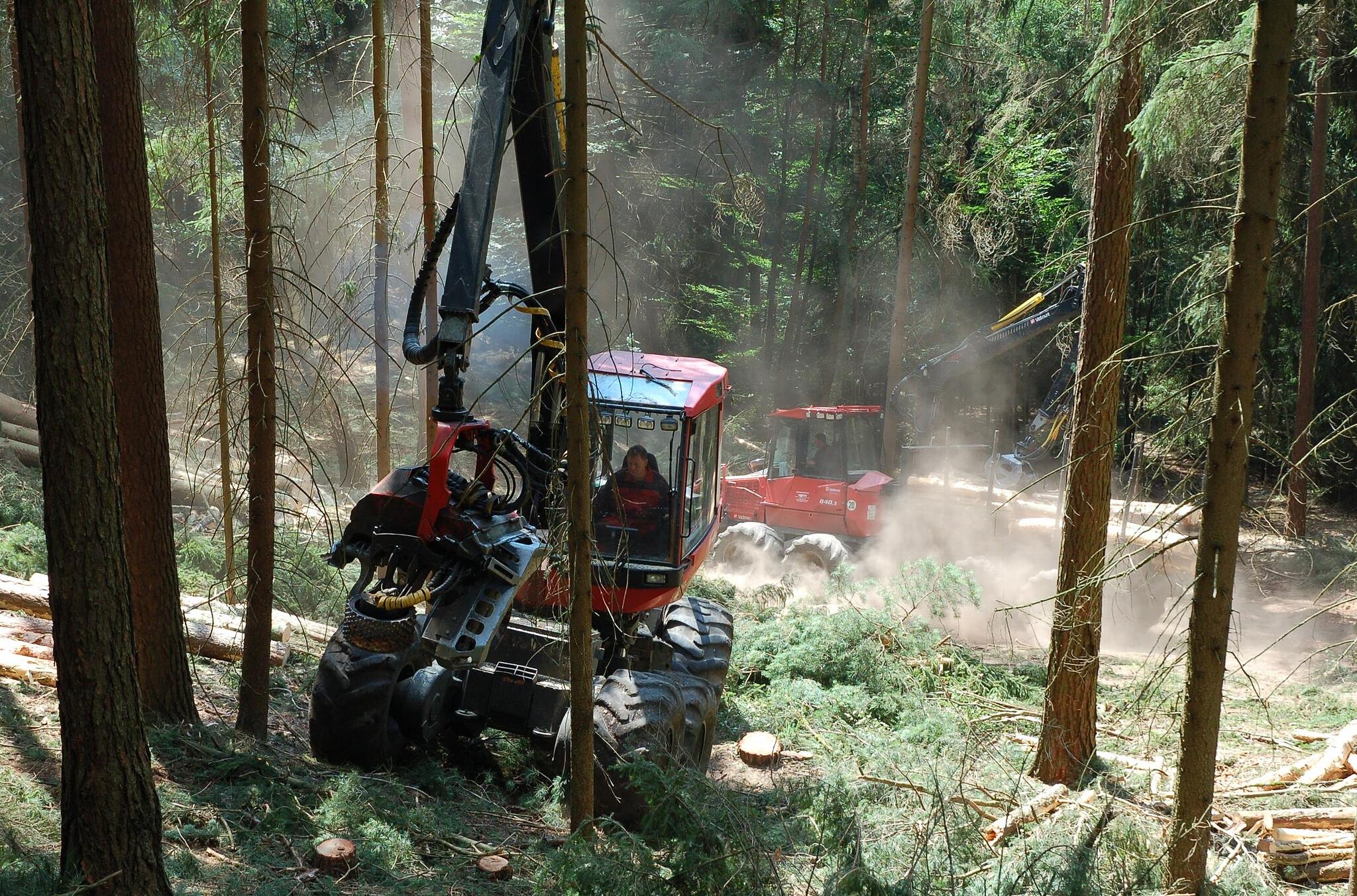 Ziel 400 Festmeter: Waldarbeiten ab 9. Januar im Stadtwald Neustadt
