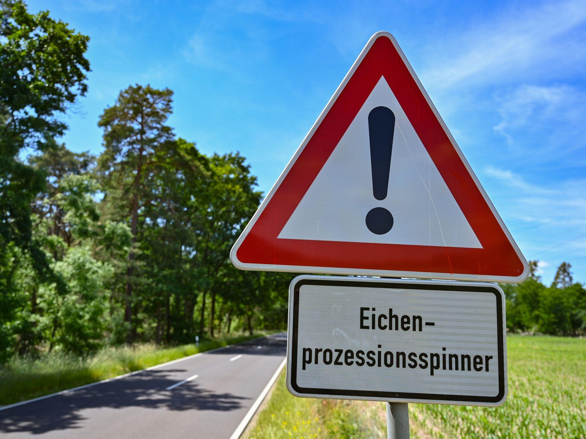 Es geht wieder los: Eichenprozessionsspinner in Aktion