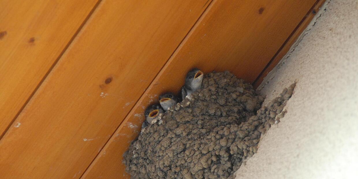 LBV vergibt Auszeichnungen für die Schützer von Schwalben