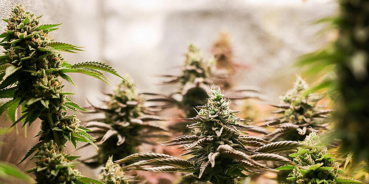 30 Kilo Cannabis angebaut - Prozess um Dealer bei Erlangen