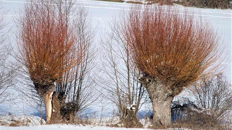 So vielseitig ist die Kopfweide