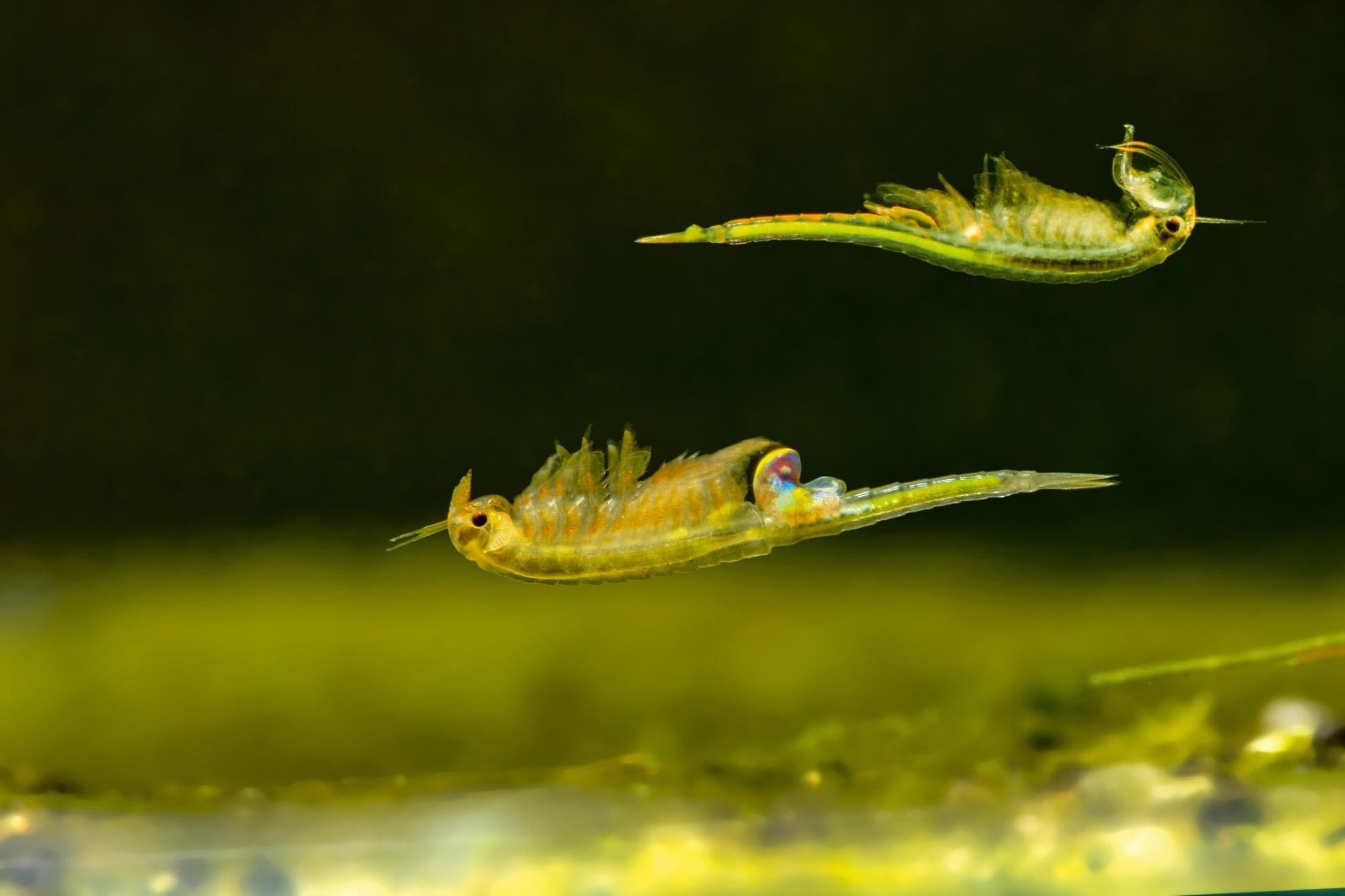 Die faszinierende Welt der Urzeitkrebse