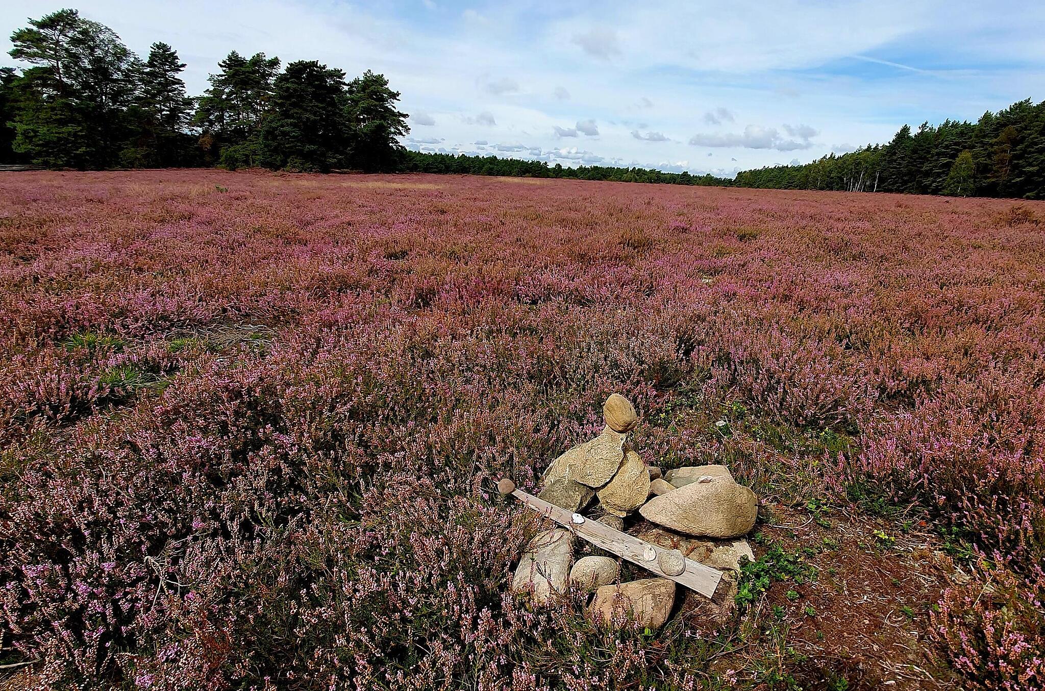Endspurt auf dem Heidschnuckenweg – auf der vorletzten Etappe haben die ...