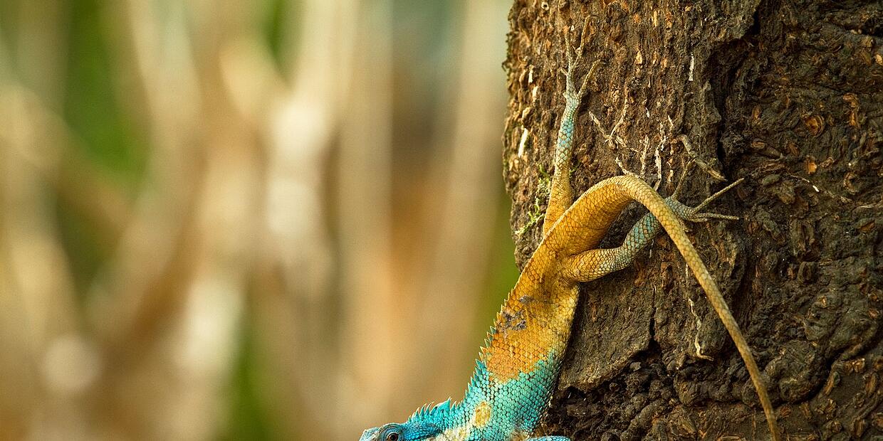 380 neue Tier- und Pflanzenarten entdeckt