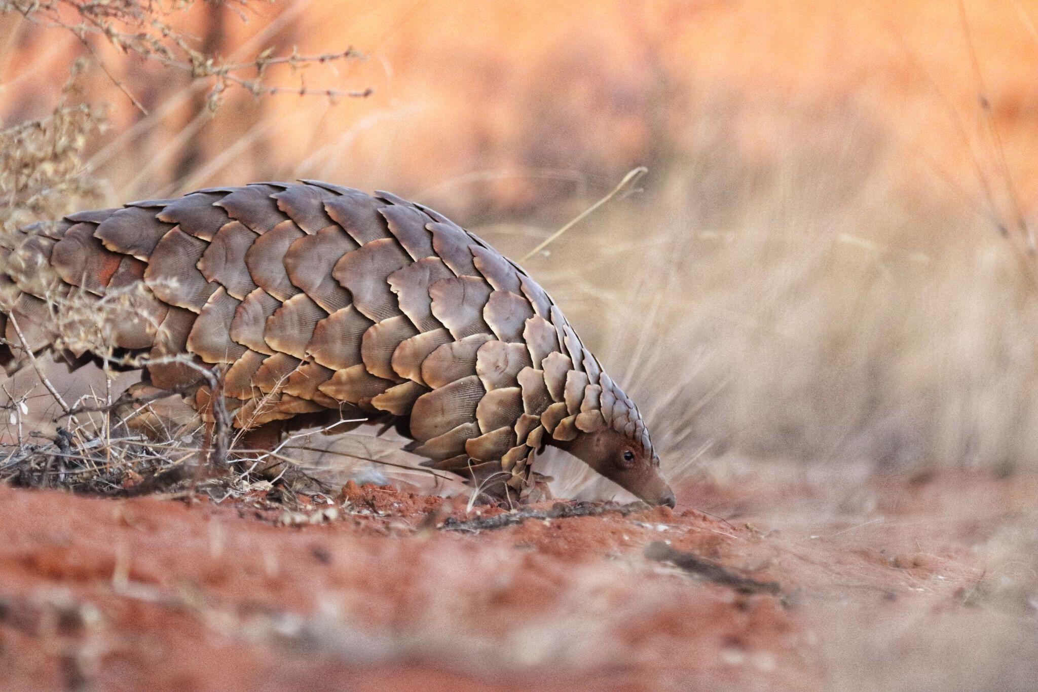 Auf den Spuren von Afrikas Pangolinen
