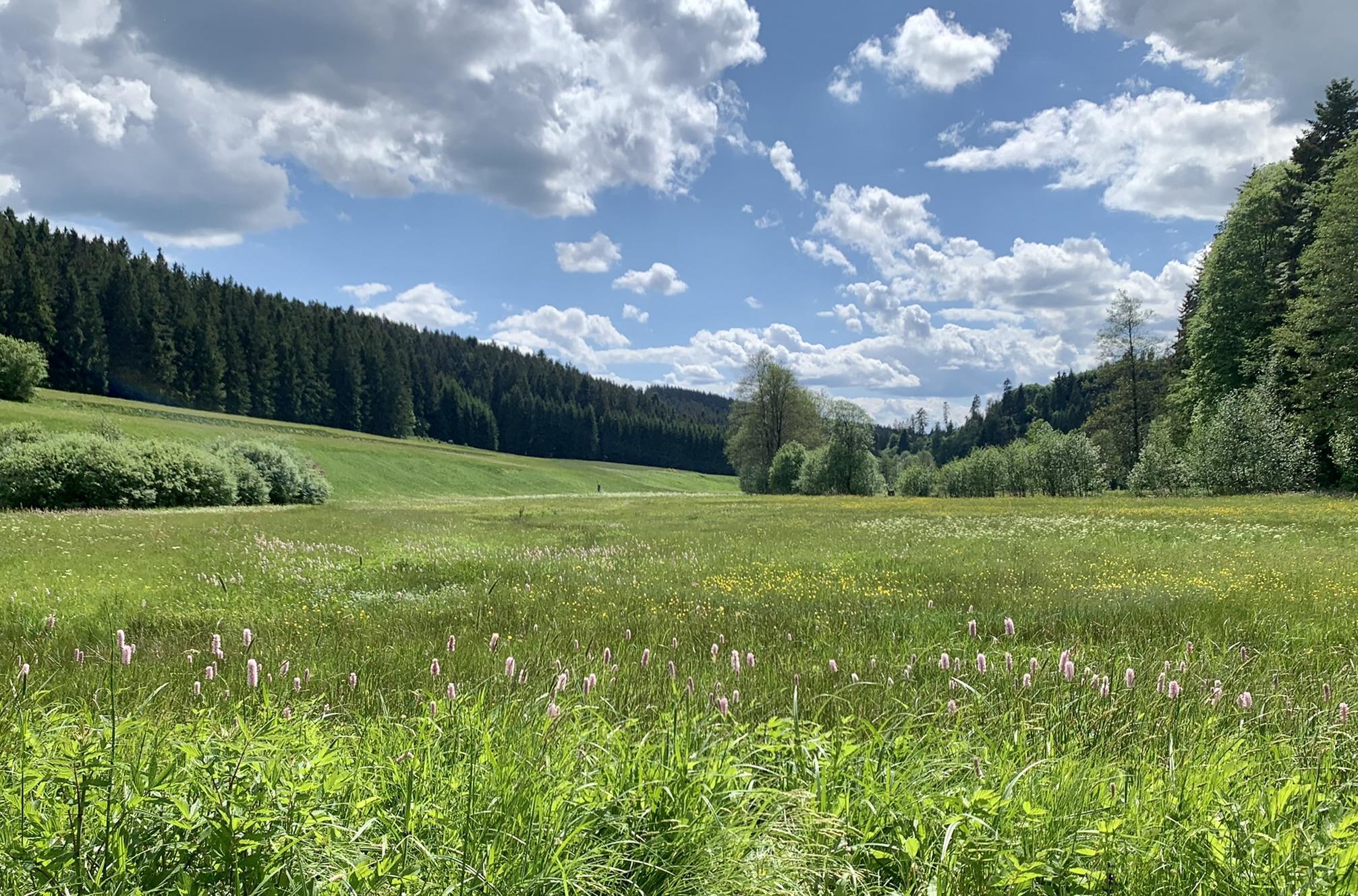 Bunte Wiesen steile Waldpfade atemberaubende Aussichtspunkte und vorbei ...