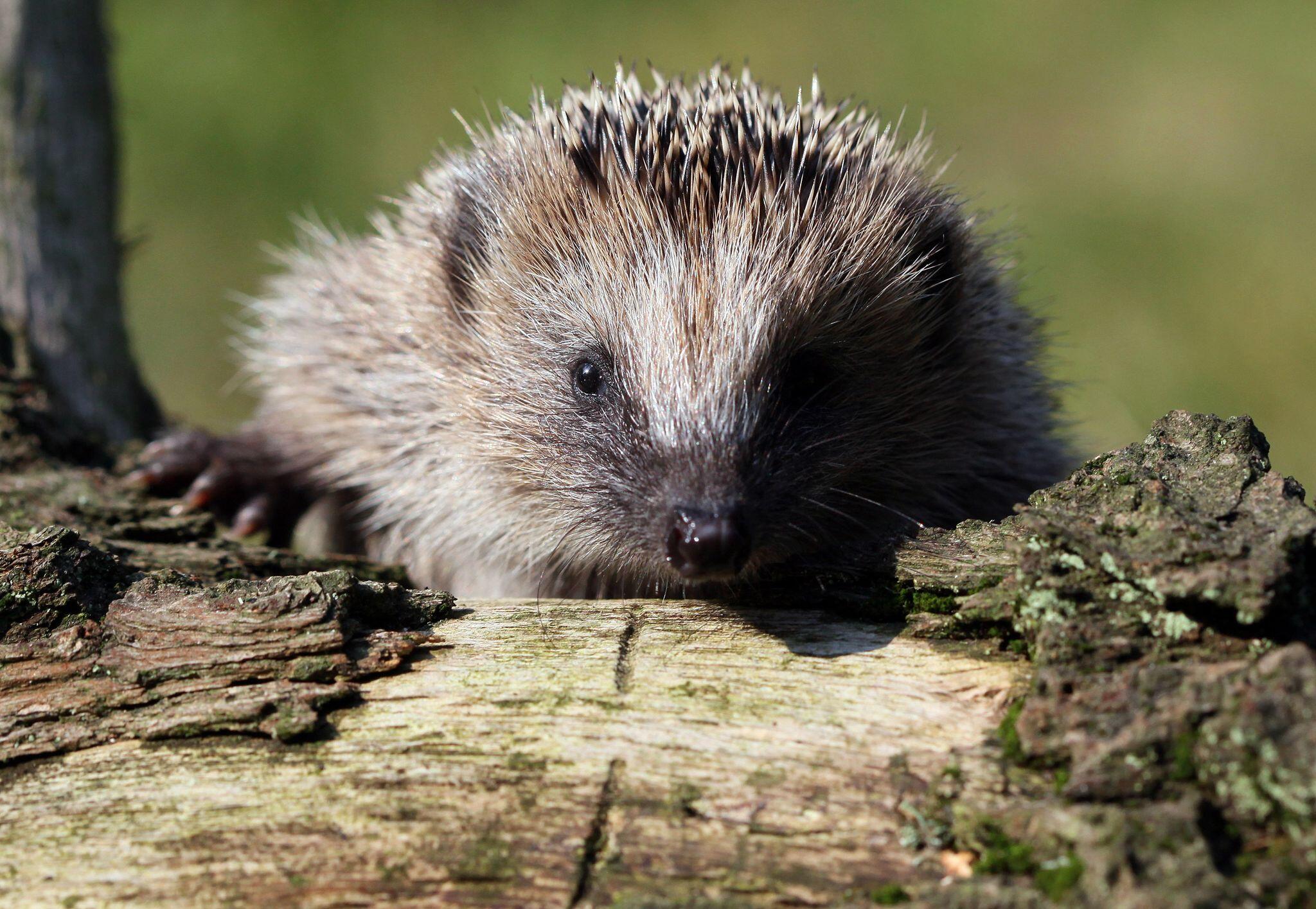 Holzstapel: So schaffen Sie ein stabiles Zuhause für Tiere