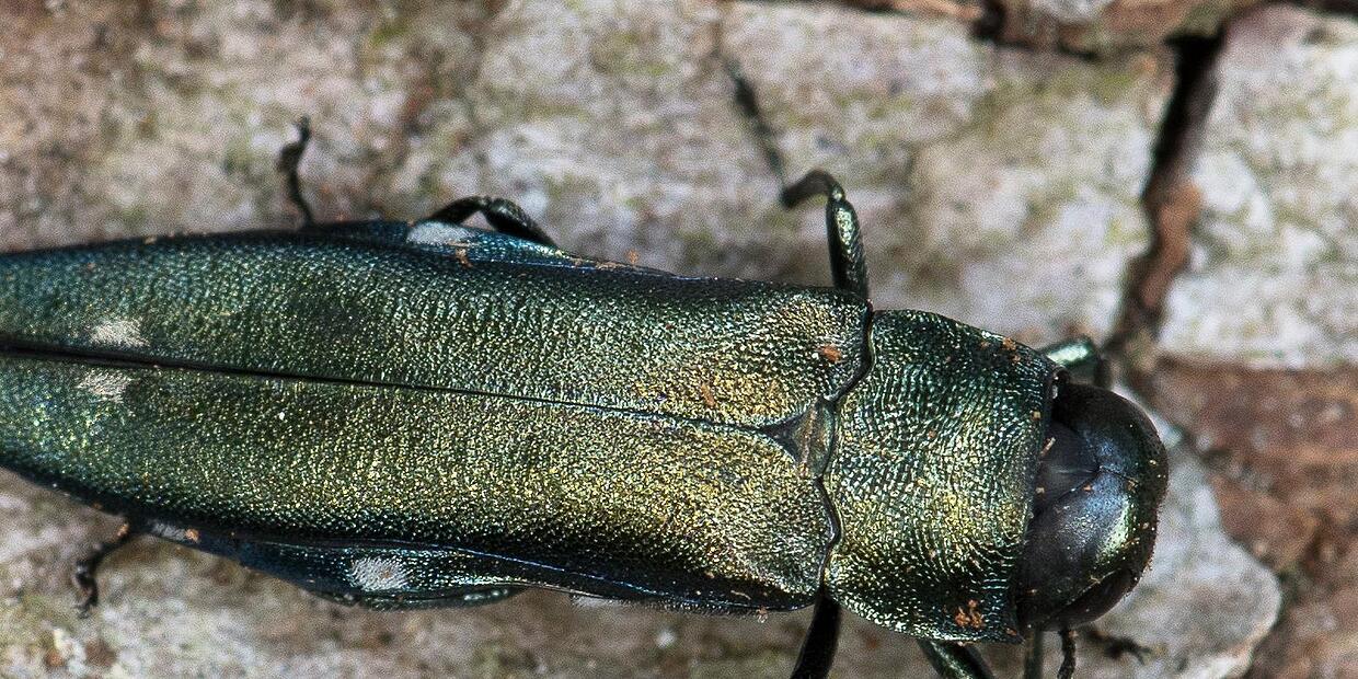 Käfer greift geschwächte Eichen an